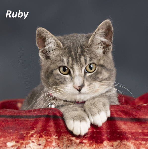 Ruby - adopted! - Friends of Pets : Friends of Pets