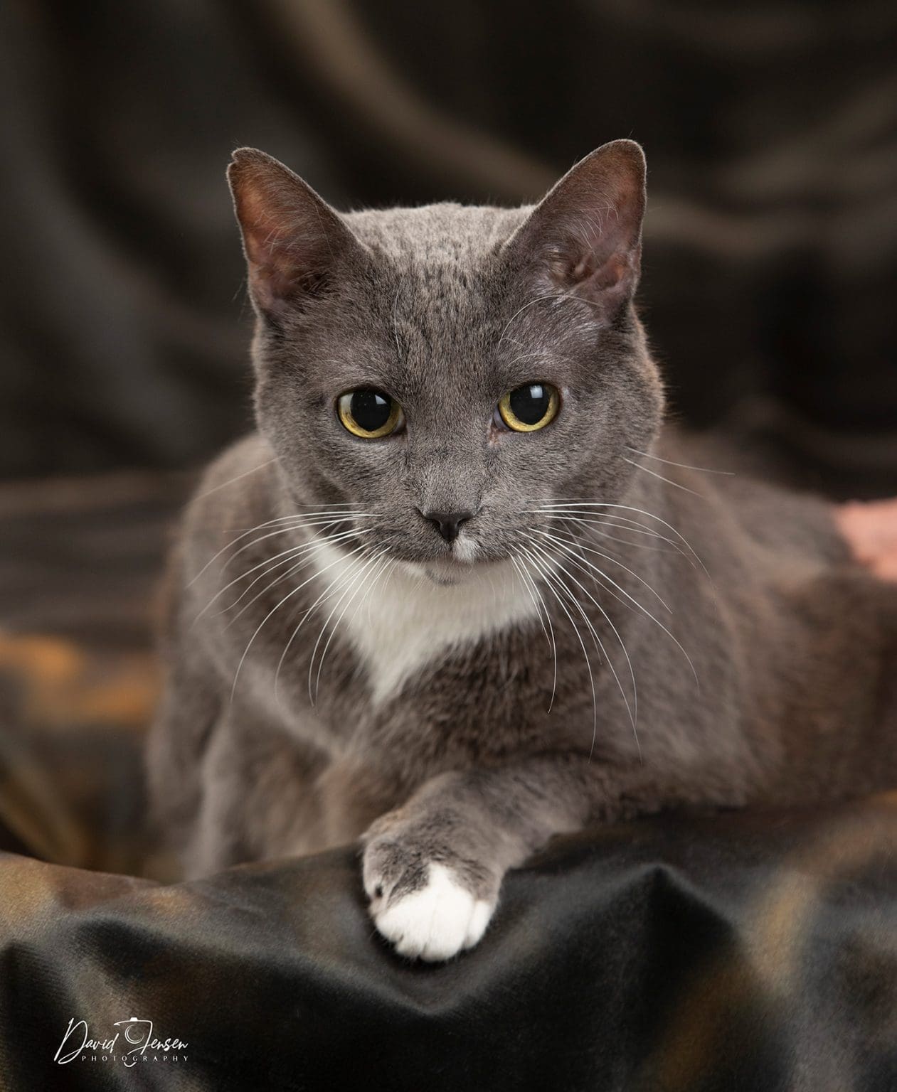 Gigi - adopted! - Friends of Pets : Friends of Pets