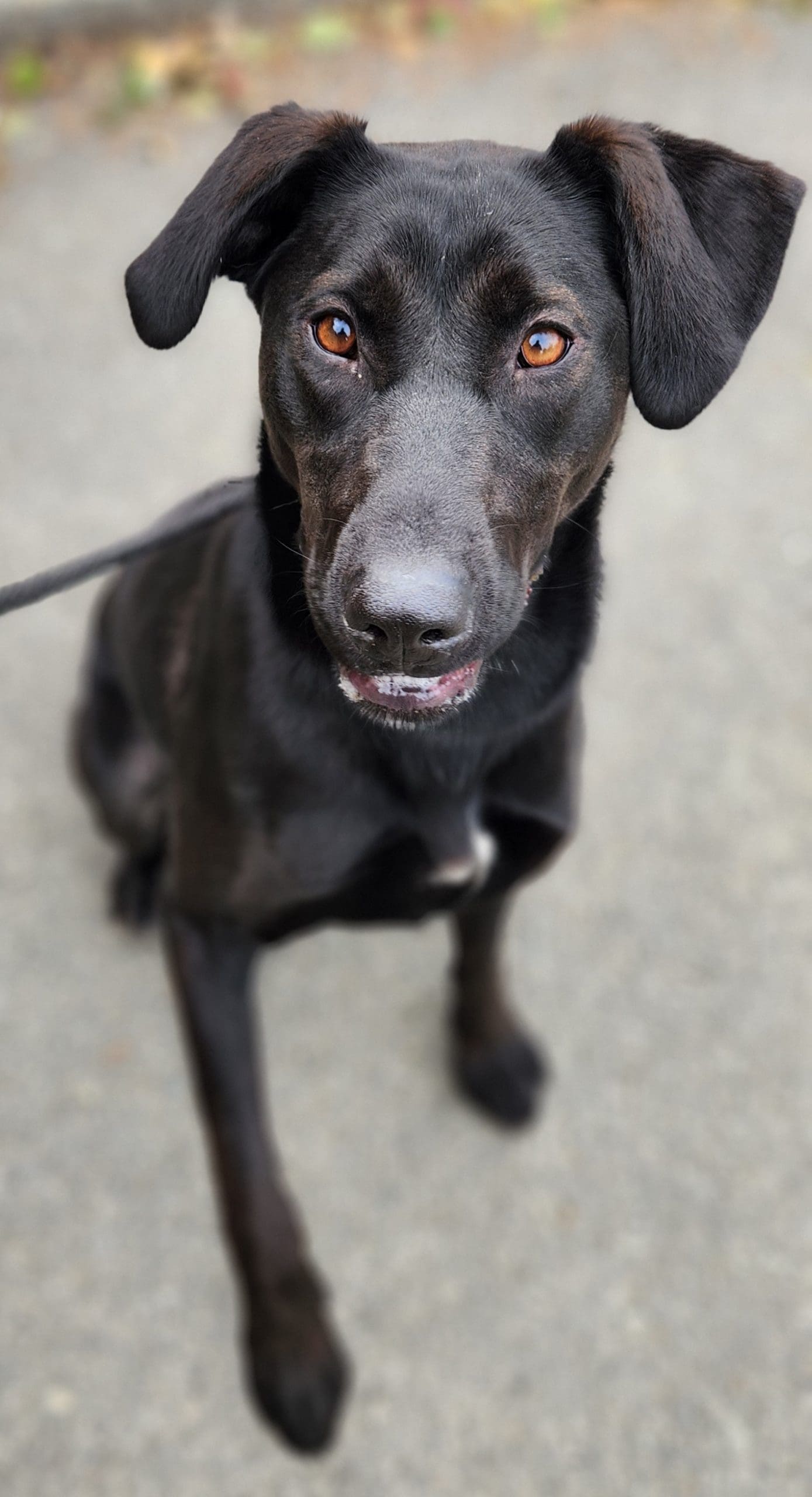 Nala - adopted! - Friends of Pets : Friends of Pets