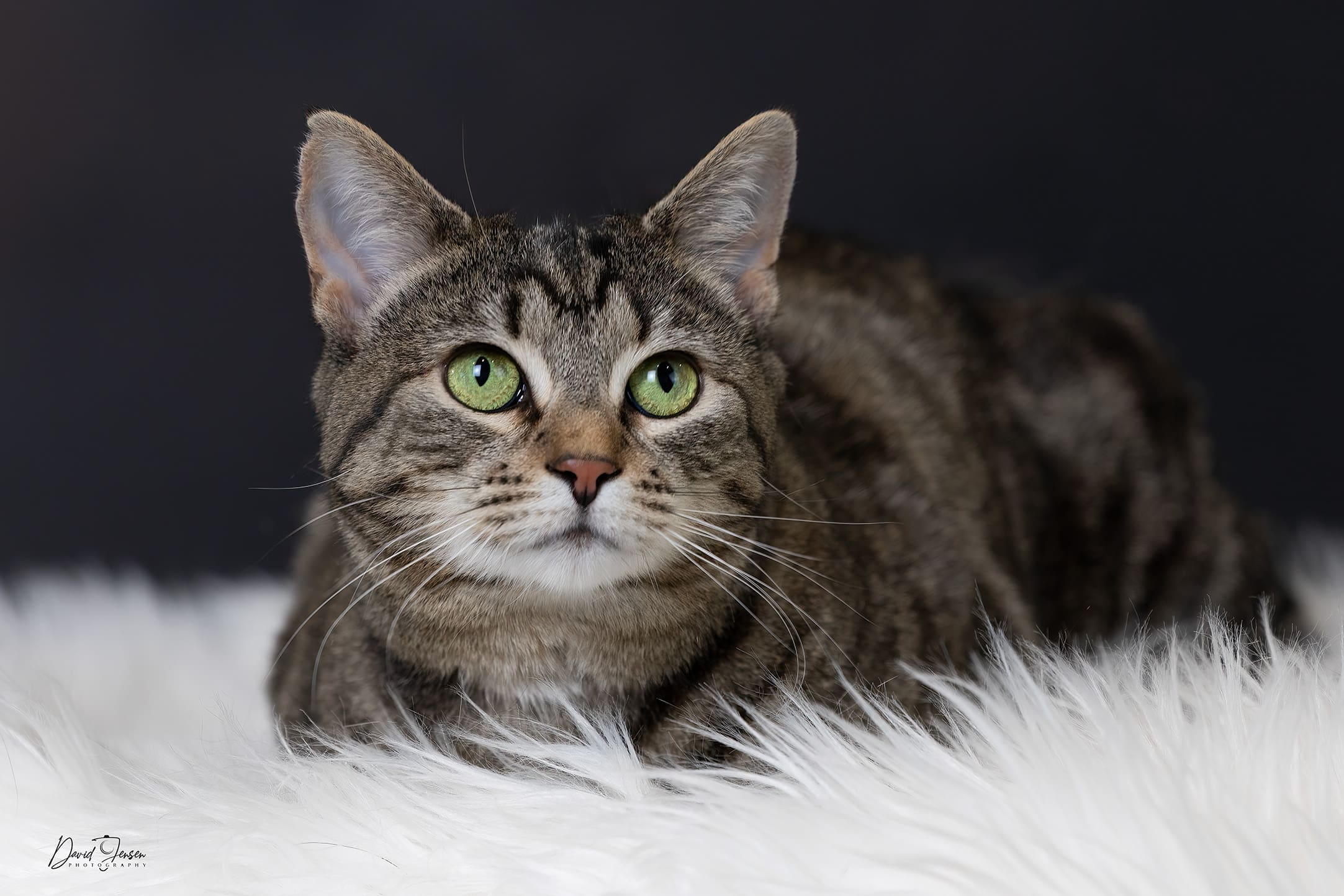 Skylar - adopted! - Friends of Pets : Friends of Pets